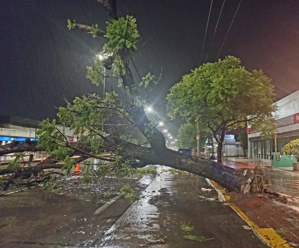 Árboles caídos y calles anegadas por la lluvia en Córdoba: cómo sigue el tiempo en la ciudad ...